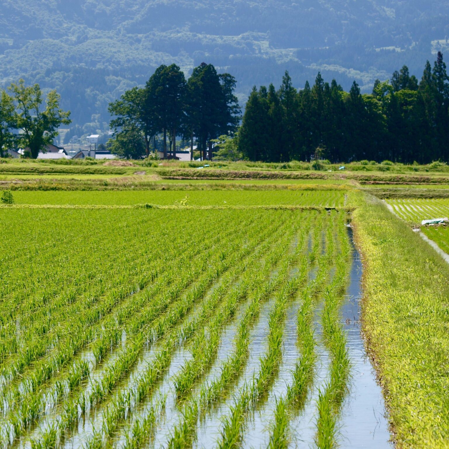 Okinawa Blue Japanese Rice Whisky - uFoodin