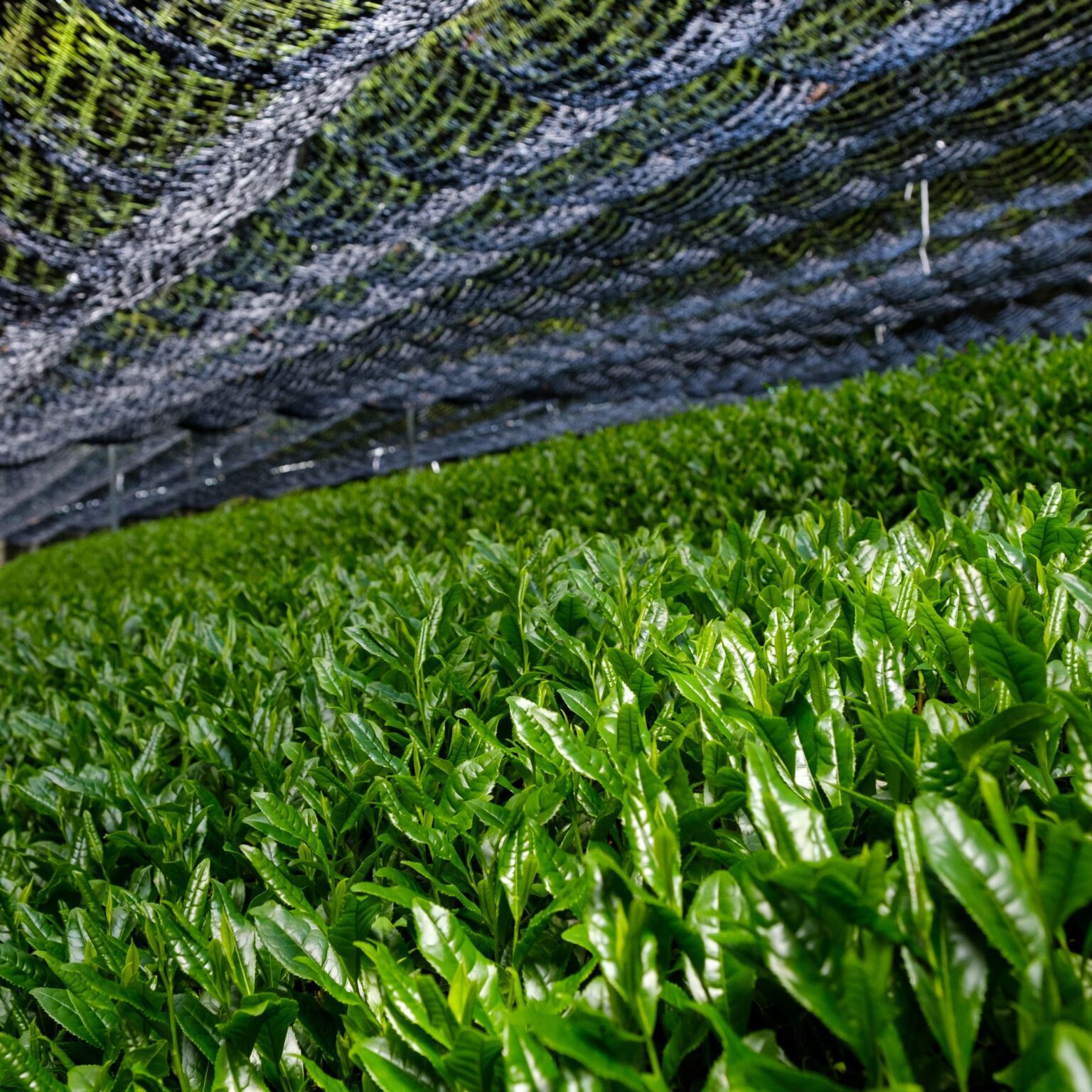 Gyokuro Green Tea - uFoodin